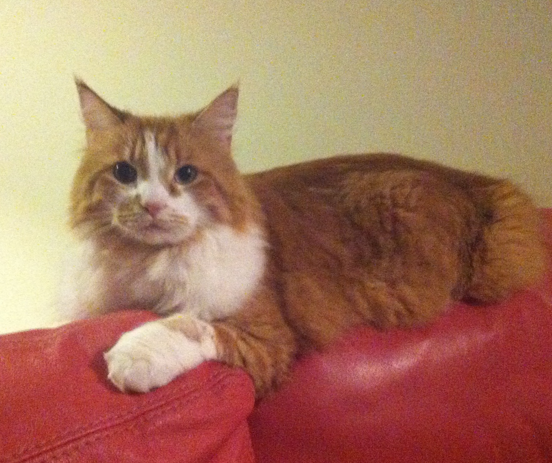 ABOUT US – Happy Cats Retreat
