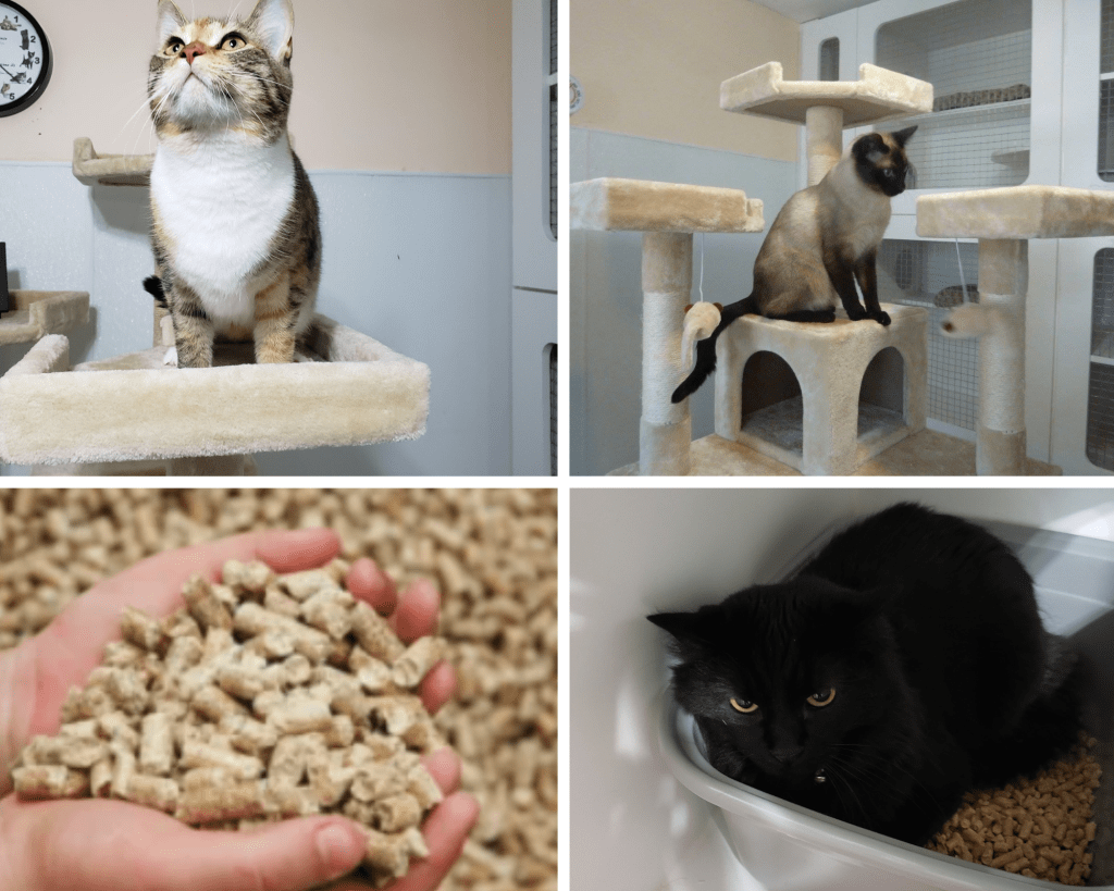 SERVICES – Happy Cats Retreat